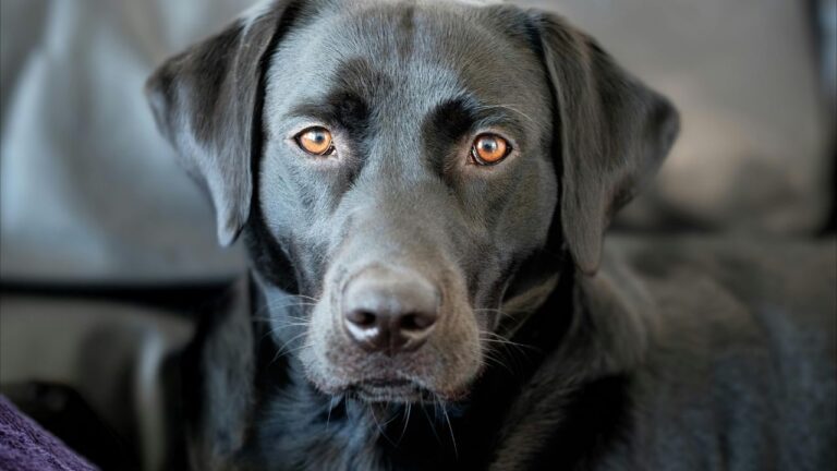 Labrador Retriever characteristics: Traits & Temperament - Smart ...