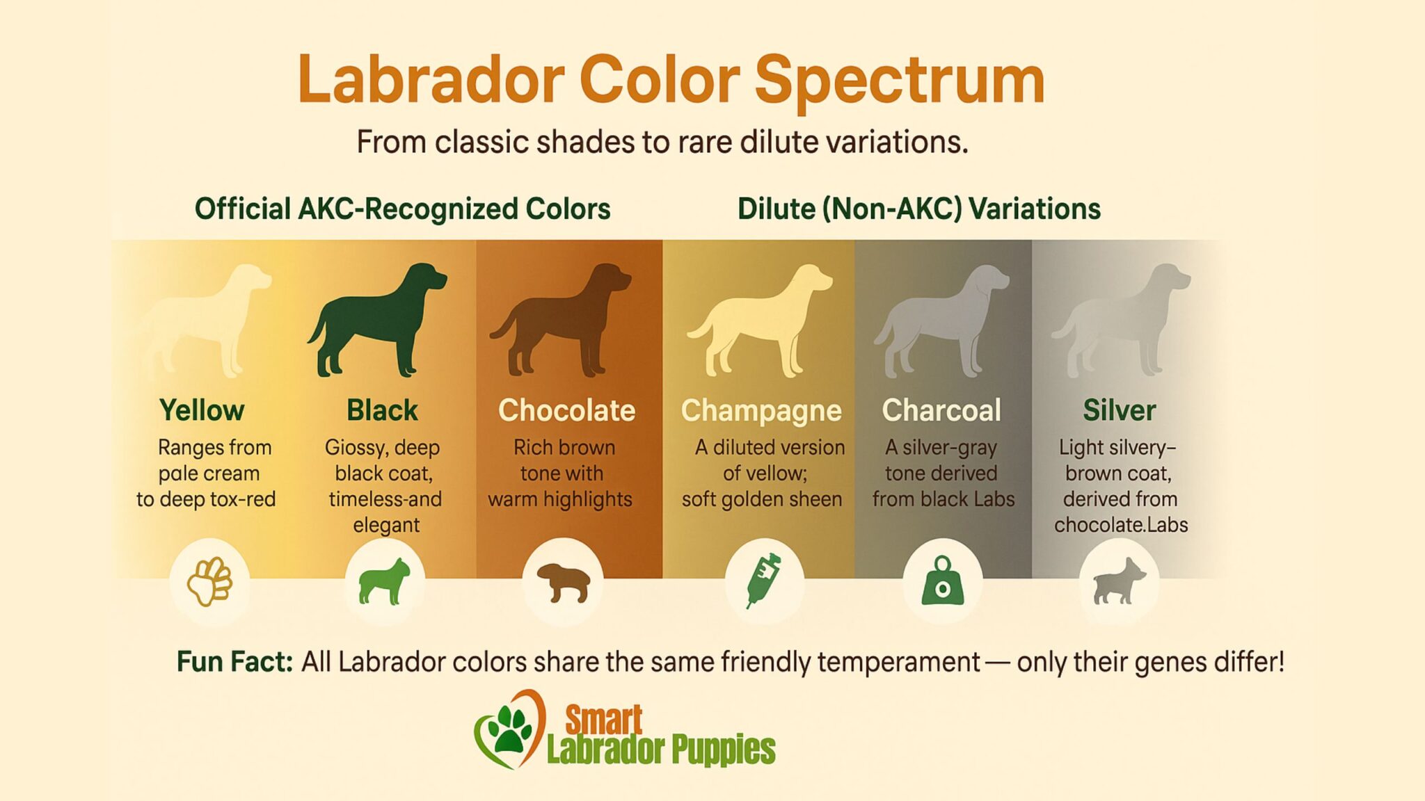 Labrador Retriever Colors: Official & Unofficial Shades - Smart ...