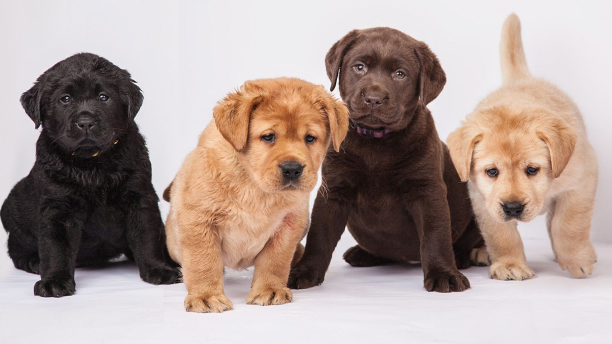 Labrador Retriever Colors: Official & Unofficial Shades - Smart ...