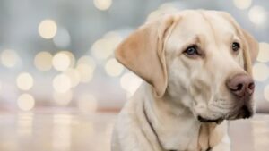 Labrador Retriever Colors: Official & Unofficial Shades - Smart ...